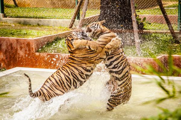 Tiger Kingdom Phuket – สถานีวิทยุกระจายเสียงหน่วยบัญชาการรักษาดินแดน